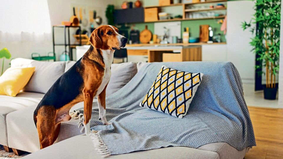 Creating a safe home for pets: Tips for indoor hazards and noise management