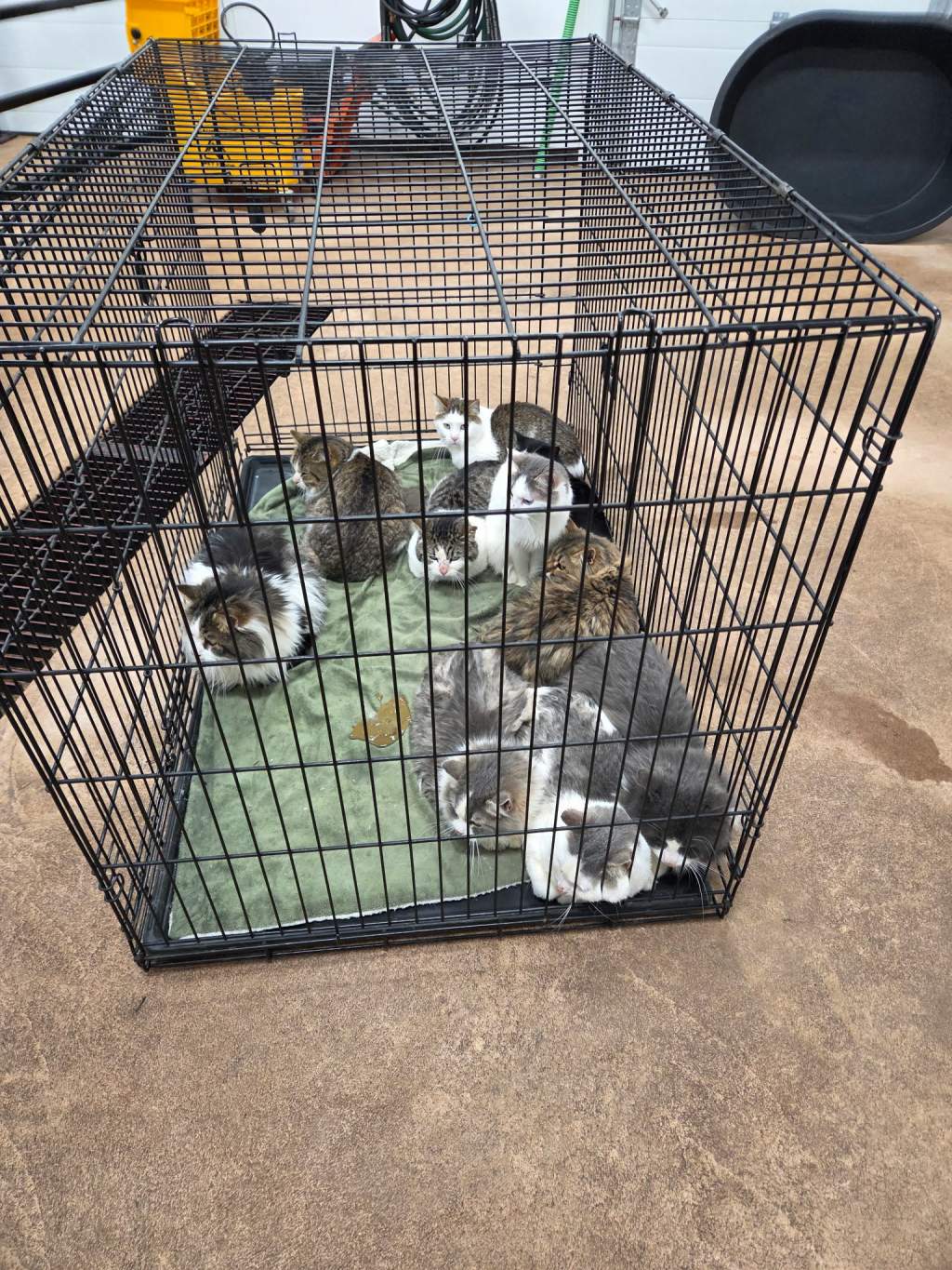 Saskatchewan rescue groups save 37 cats from neglected home