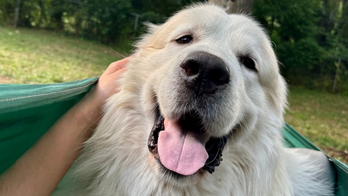 Great Pyrenees guardian dog's love story with feral farm cat is one for ...