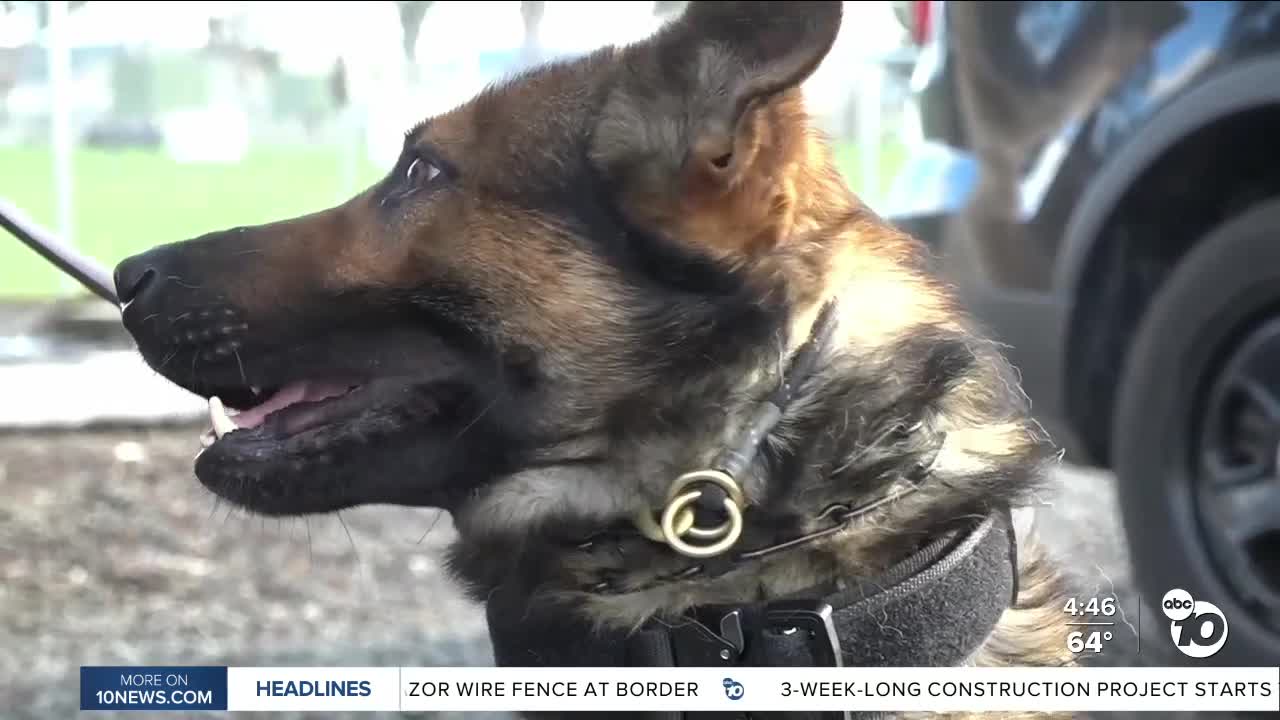 San Diego County Sheriff's K-9s get life-saving bulletproof vests