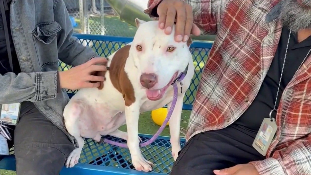 Florida animal abuse registry criticized as shelters say state list ...