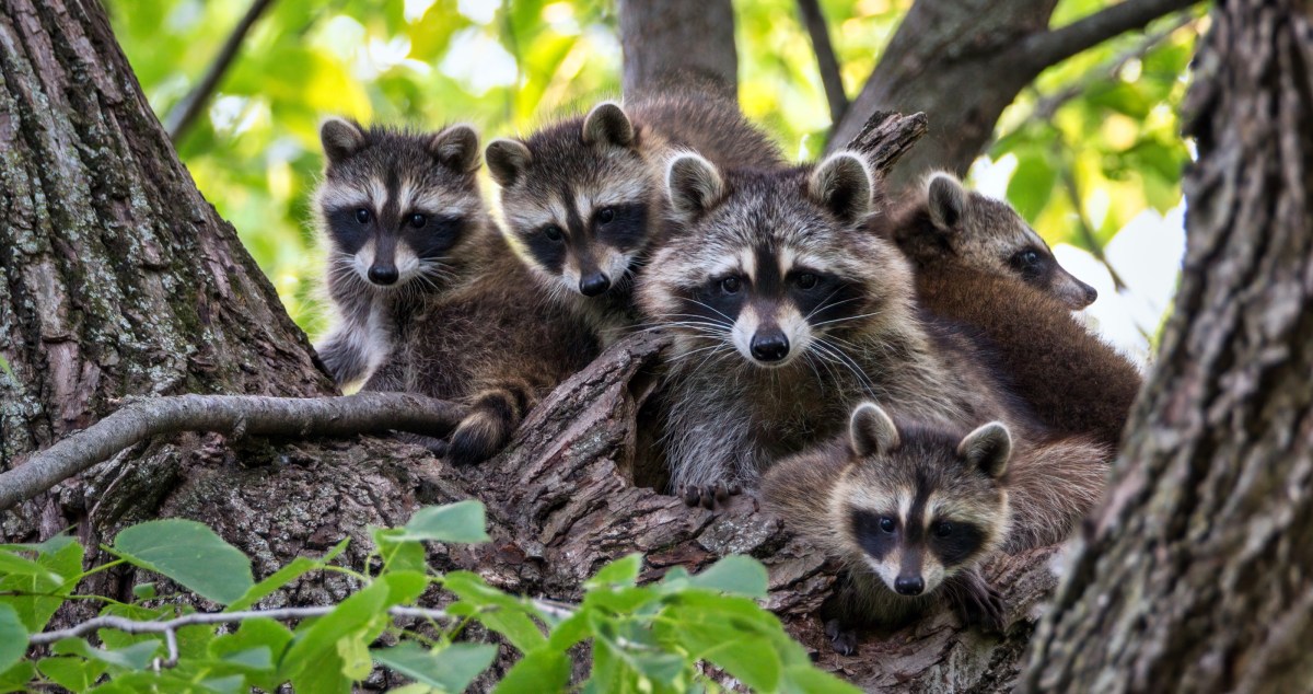 This raccoon reunion just may be the sweetest story of 2025