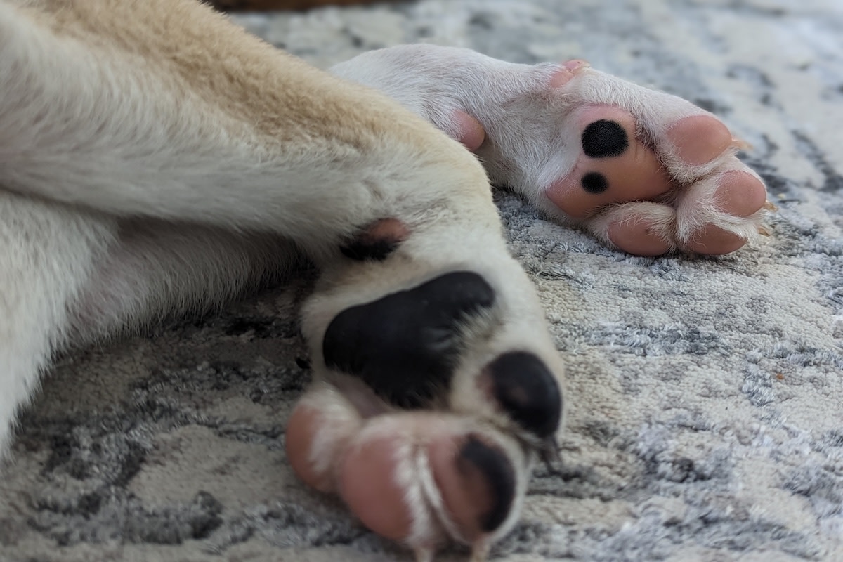 Beautiful merle Aussie mountain dog's 'Oreo cream' coat is everything