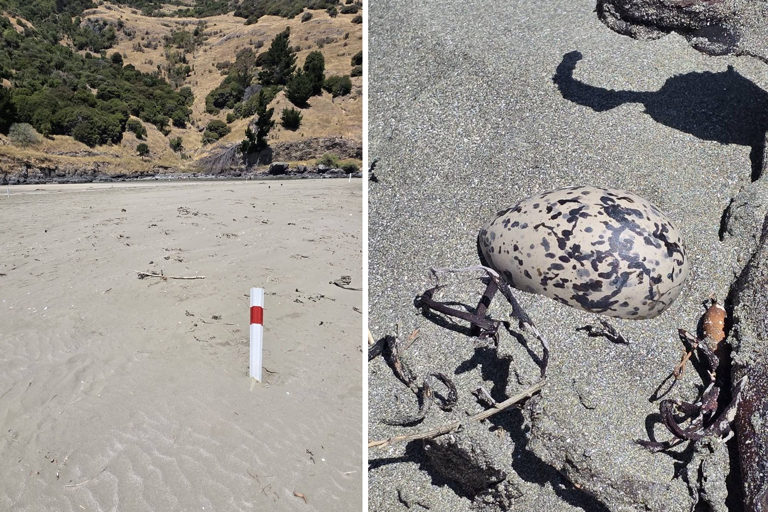 Sad reality on beaches in Australia and New Zealand: 'People aren't aware'