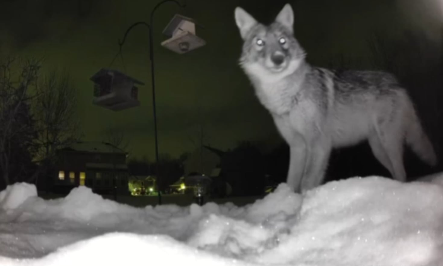 Coyotes caught on camera in Avon backyard