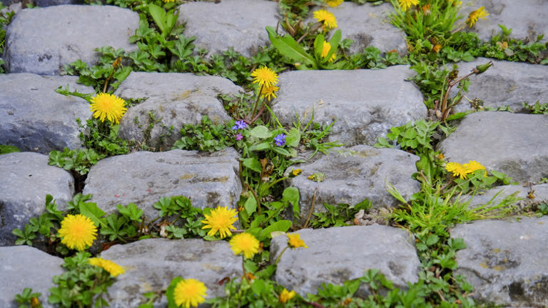 The easy & affordable way to prevent weeds from growing between pavers