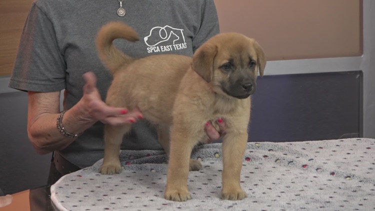 Tuesday tails: Meet Templeton from the SPCA of East Texas