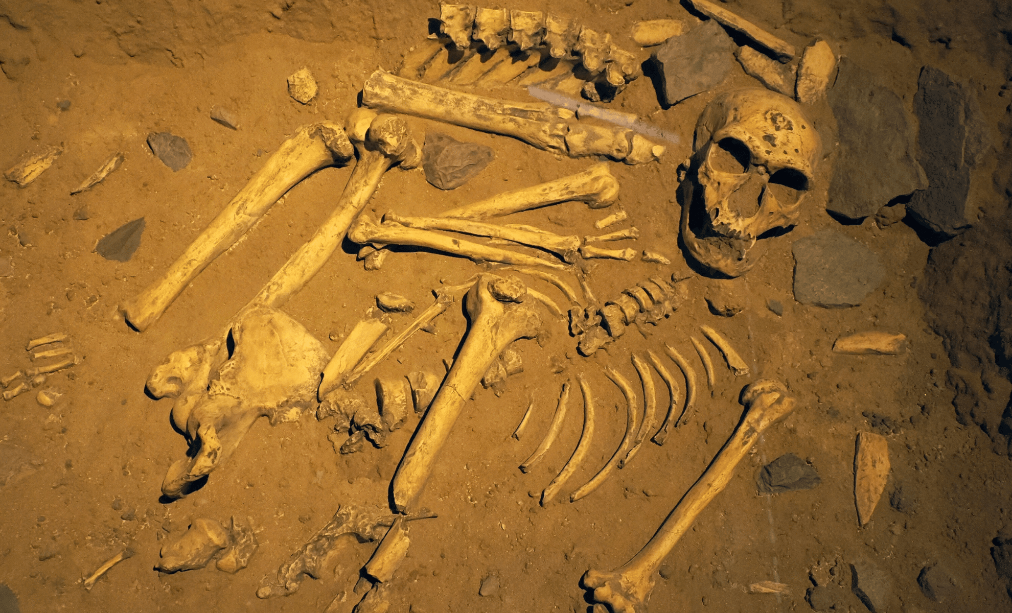 7-million-year-old fossils suggest earliest human ancestor walked on ...