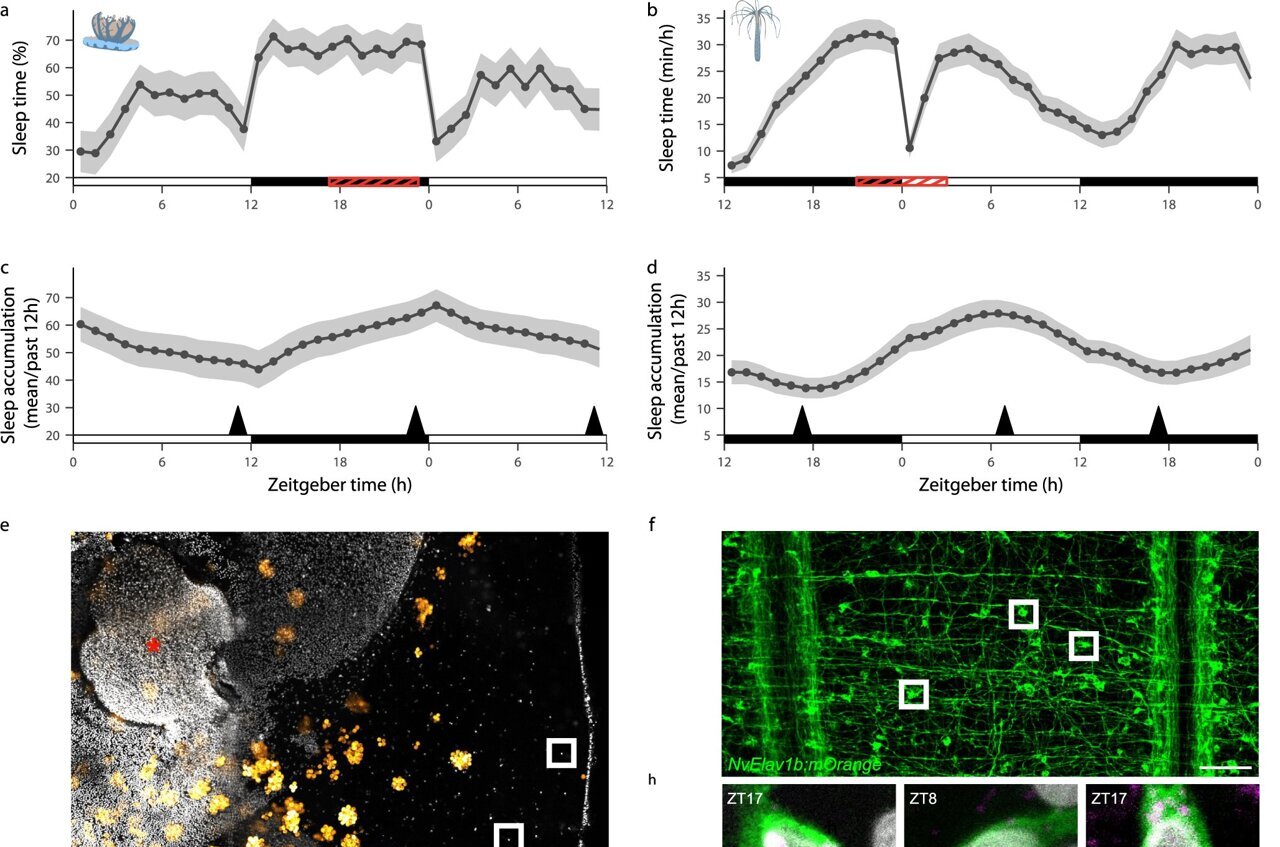 Cracking sleep's evolutionary code: Neuron protection traced back to ...