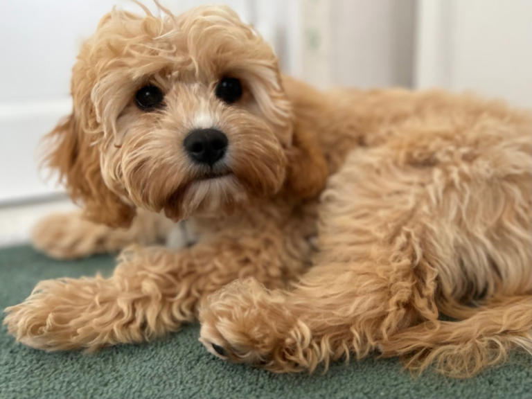 Lonely doodle chews through bathroom wall and every mom can relate