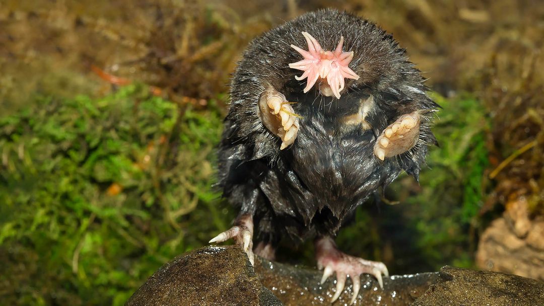 Discover the world's ugliest creatures