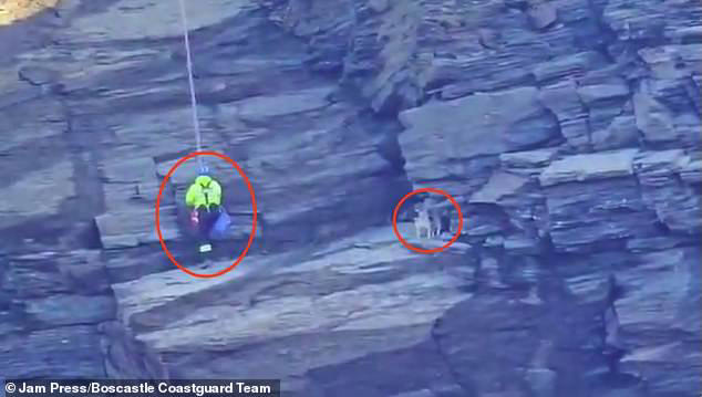 Moment pet spaniel is rescued from rock face after falling down 100ft cliff