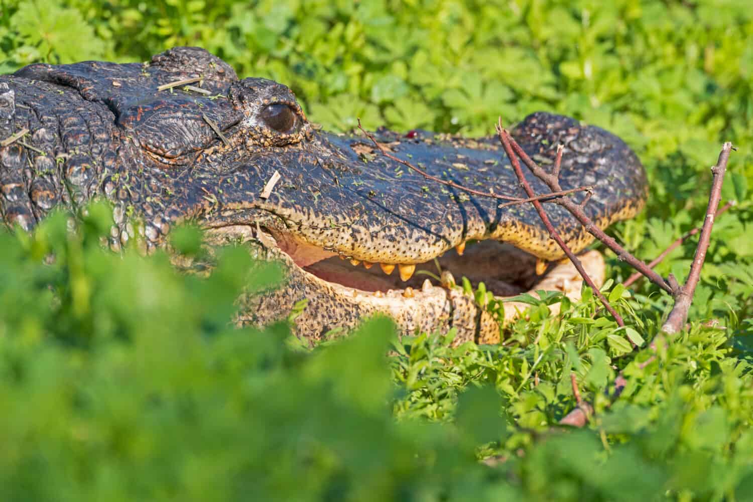 Dangerous and deadly animals found in each US state