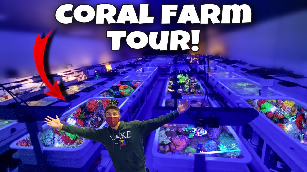 Inside the largest exotic coral farm!