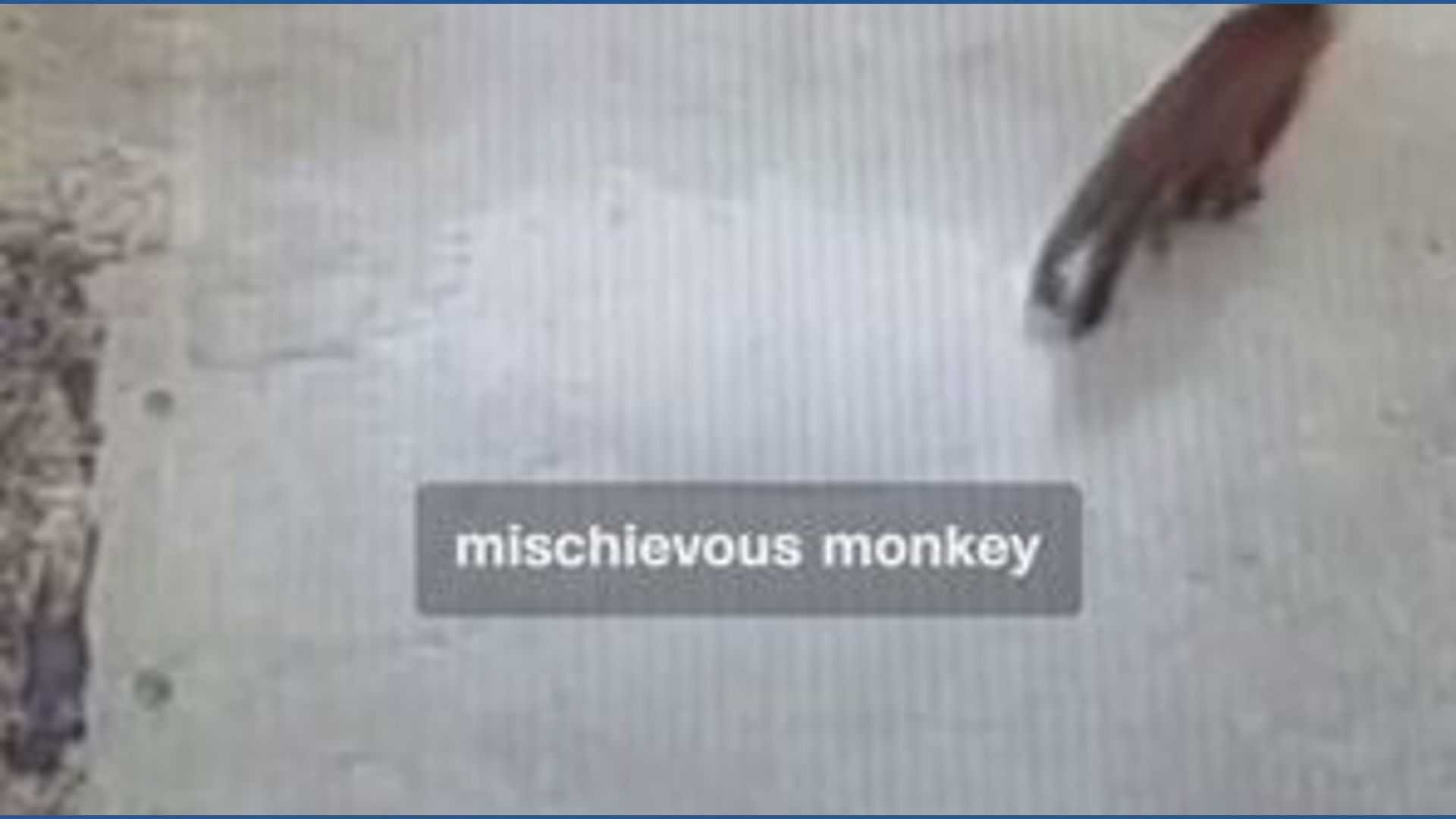 Monkey see, monkey smash at a Tennessee pawn shop