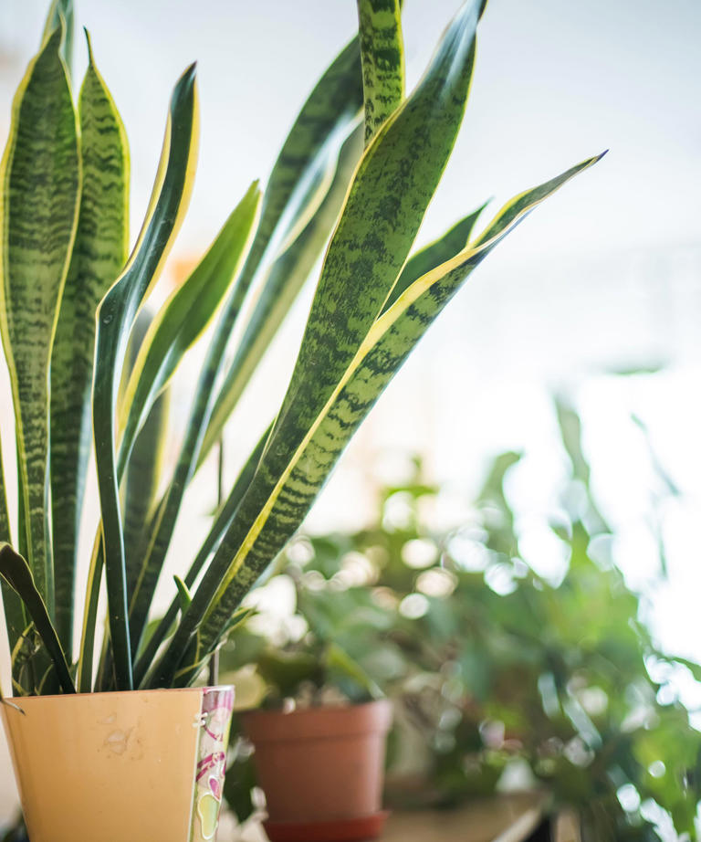 Discover the best feng shui houseplants – 12 varieties to bring ...