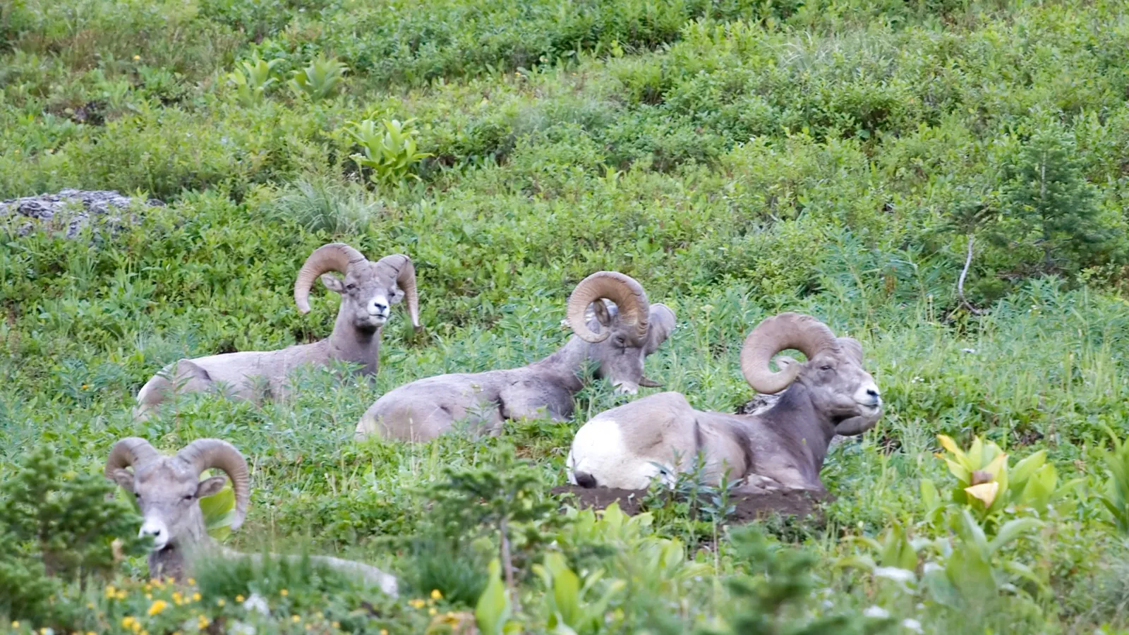 The true story of how the bighorn sheep became Colorado’s state symbol