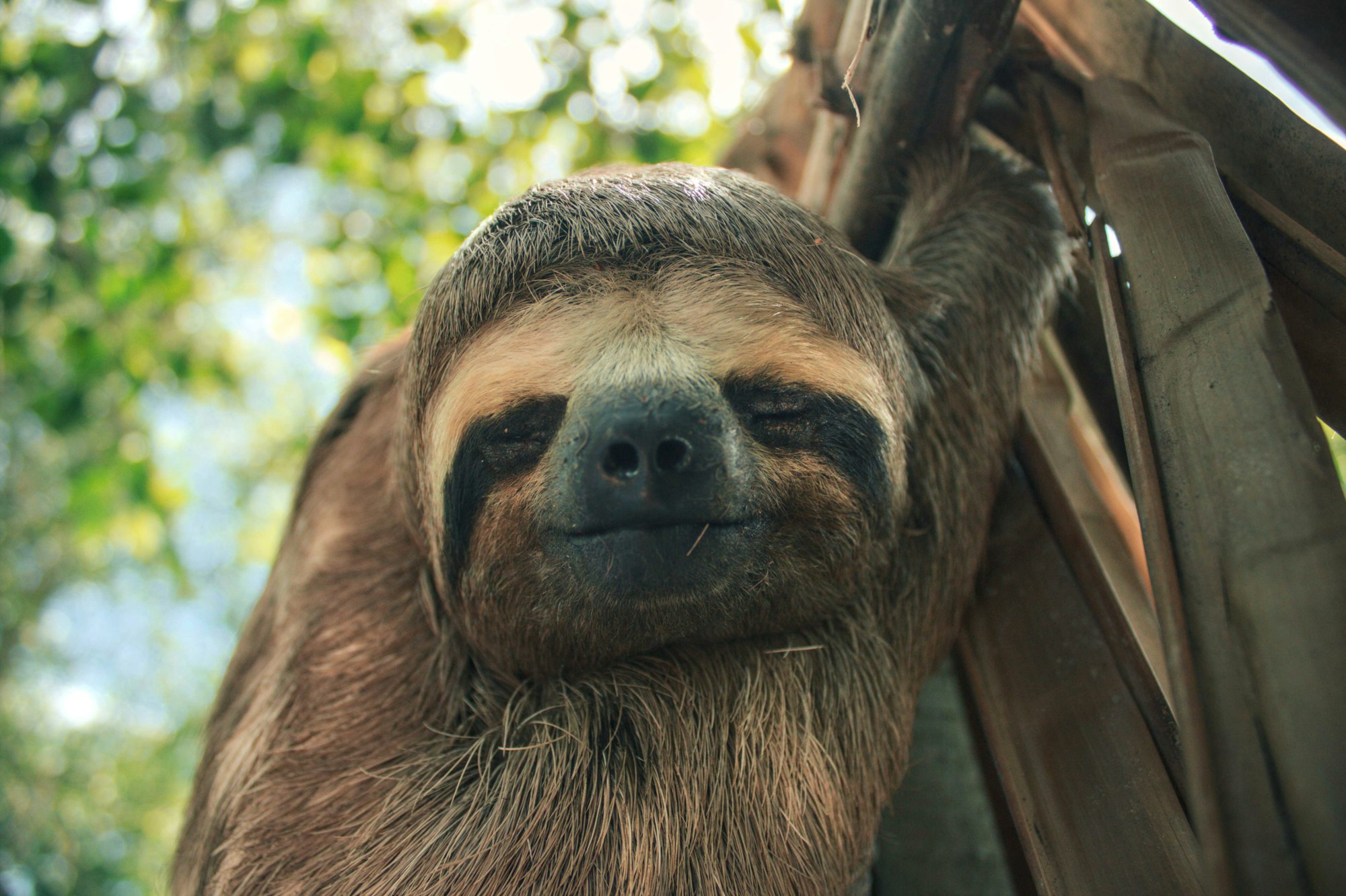 Sloth World, billed as the world’s first slotharium, slated to open in ...