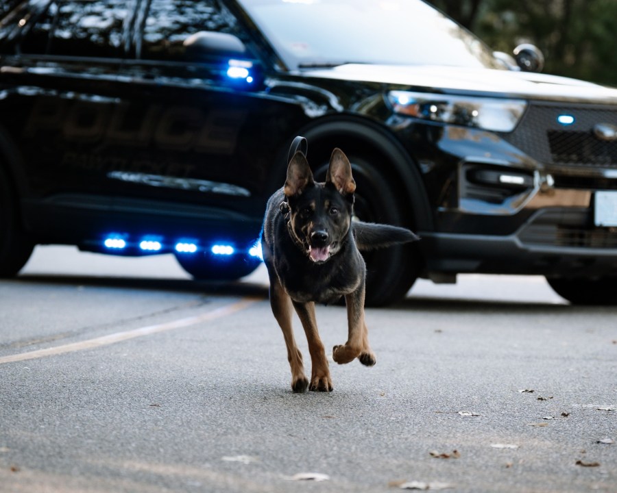 Meet Bruce, Pawtucket’s new police K-9
