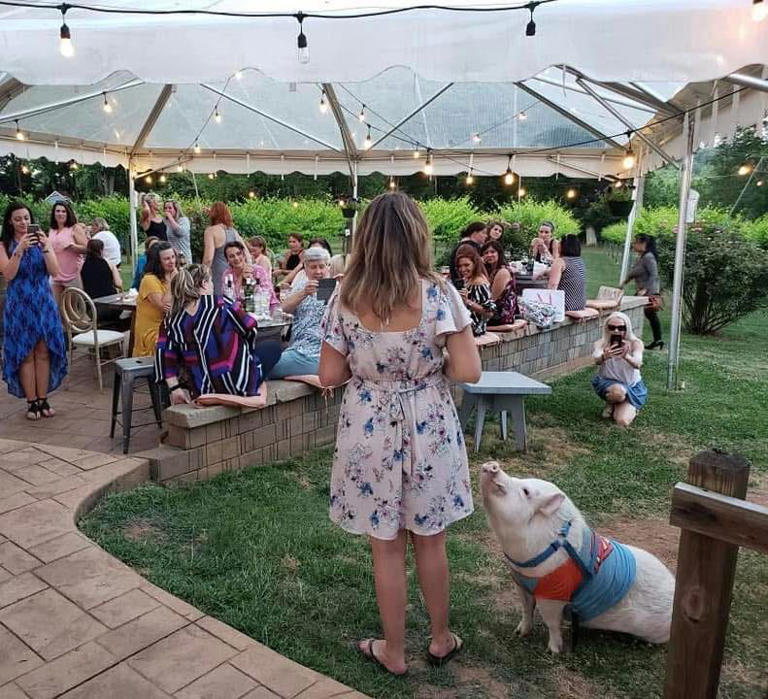 City Scape Winery's Pinot the pig mascot dies. See photos, memories