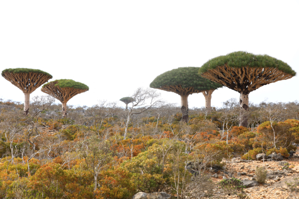 Hunderte Touristen auf Insel Sokotra im Jemen gestrandet