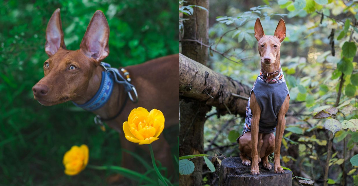 13 dog breeds with cat-like traits