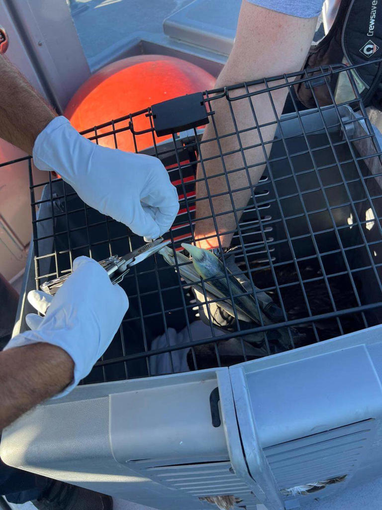 Firefighters reel in entangled pelican in rescue near Haulover. Take a look