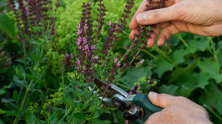 How to grow salvia from one plant forever