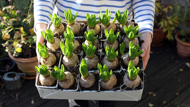 Common mistakes to avoid when planting hyacinths in your garden