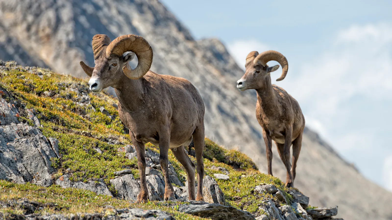 The true story of how the bighorn sheep became Colorado’s state symbol