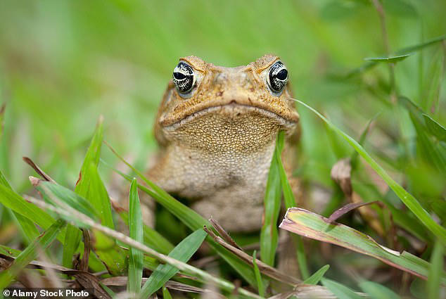 Police department's crime report says officer turned into a frog in new ...