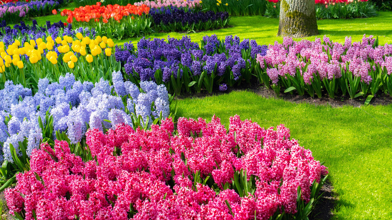 Common mistakes to avoid when planting hyacinths in your garden