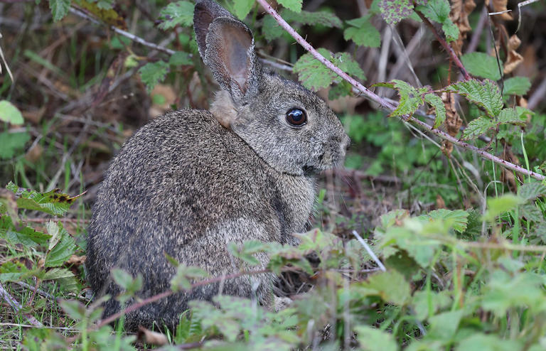 Photo | Brush bunny grazes at Natural Bridges State Beach
