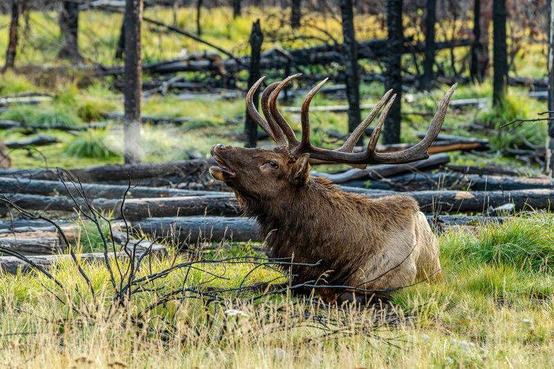 The dangerous animals in each Canadian province