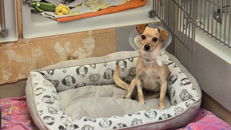 Animal sheltering in Canyon County moving forward with new organization