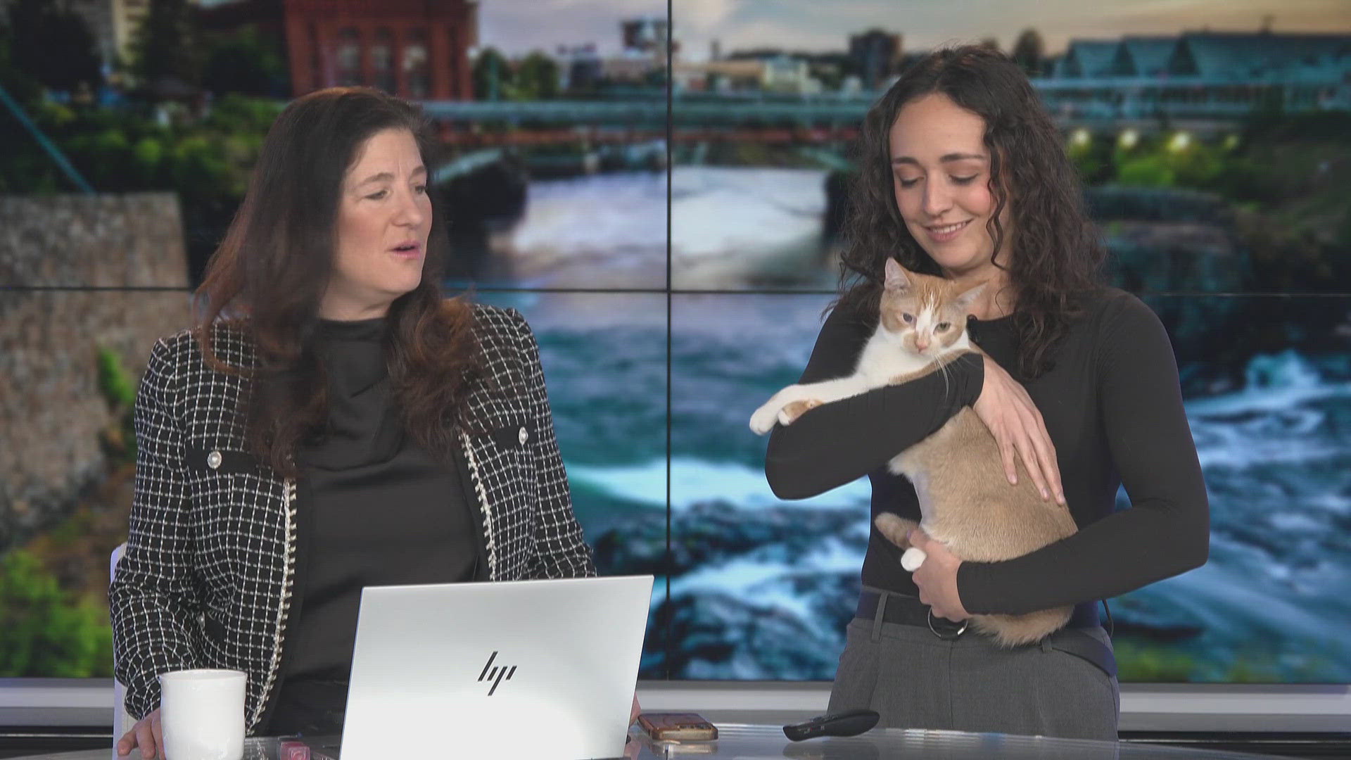 Pick of the litter: Meet Lea, a nine-month-old kitty from California