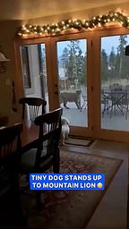 Small dog confronts mountain lion spotted on home patio