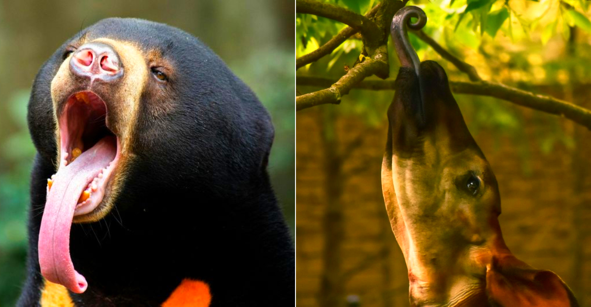 8 animals with incredibly long tongues