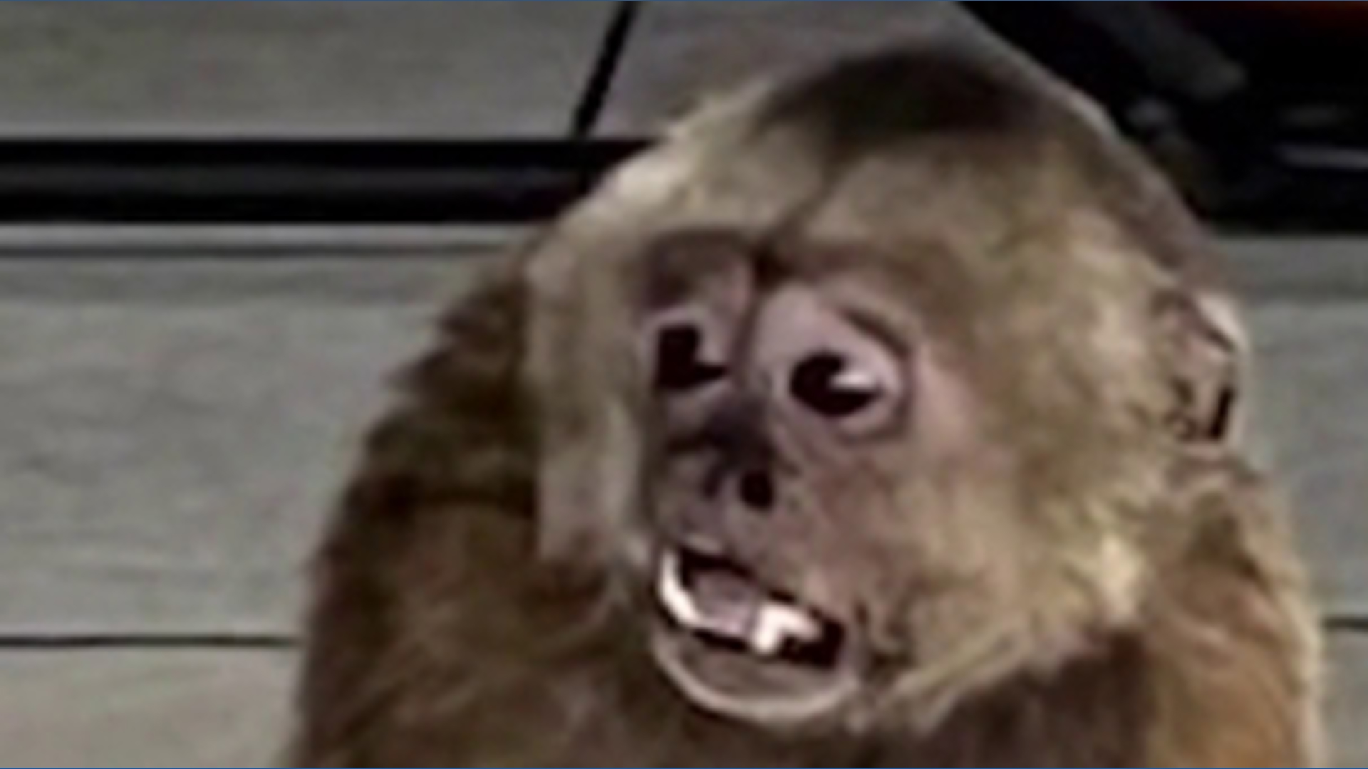 Monkey tears up Tennessee pawn shop