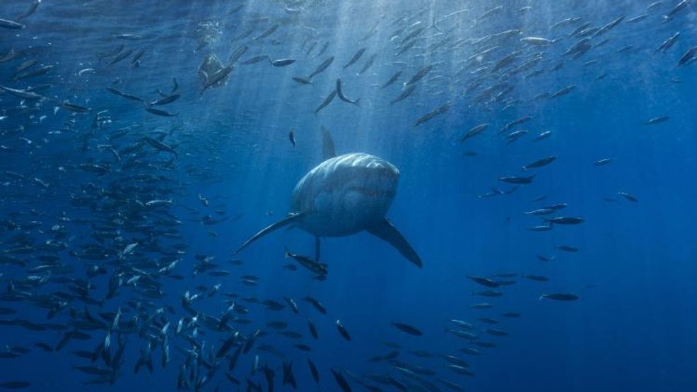 Why great white sharks migrate to South Carolina waters: Insights from ...