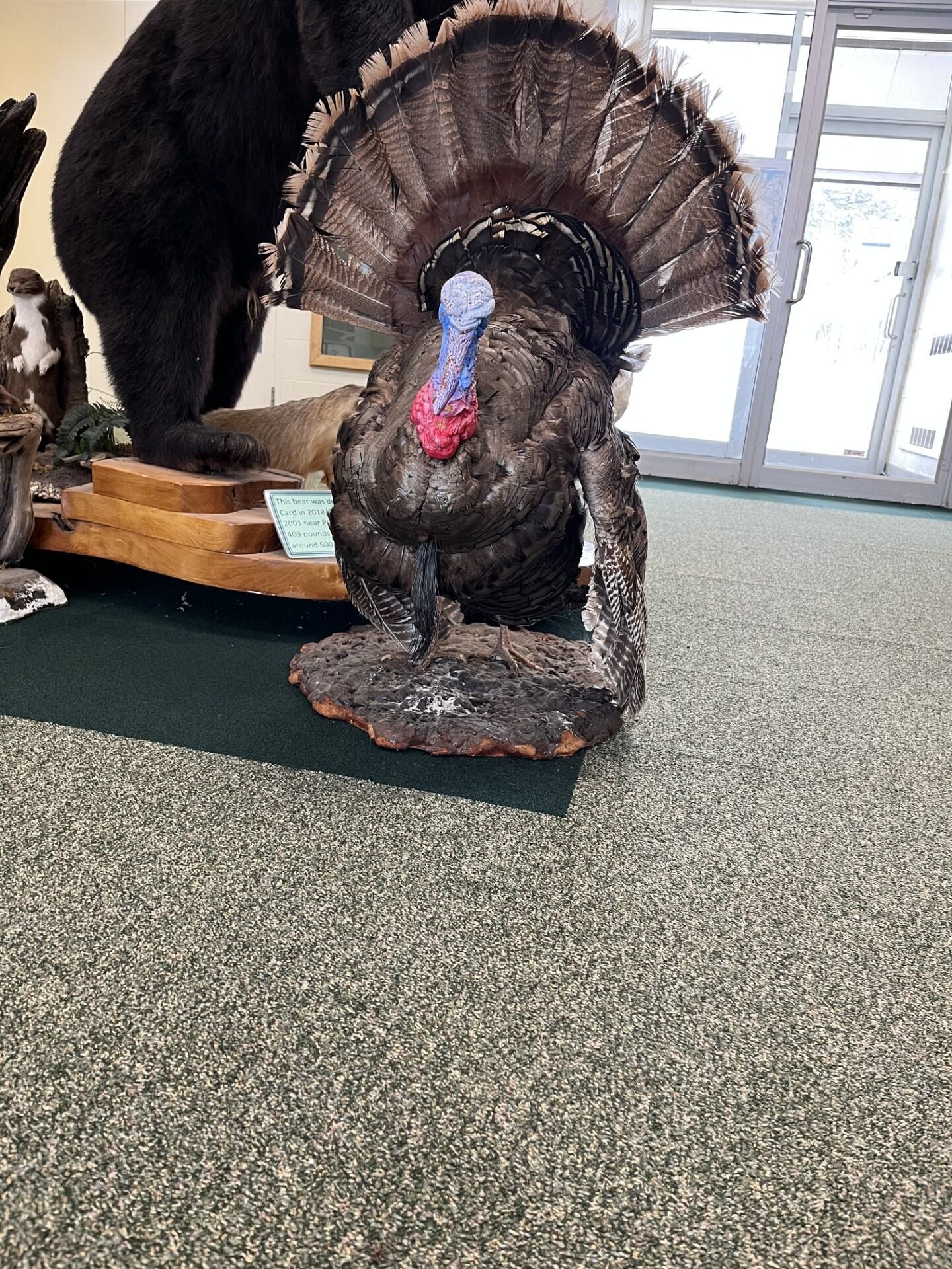 Spring turkey hunting licenses now available through Michigan DNR