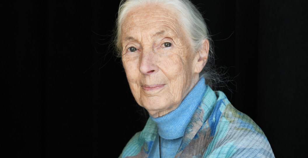 The surprising animal Jane Goodall was guardian of before her death
