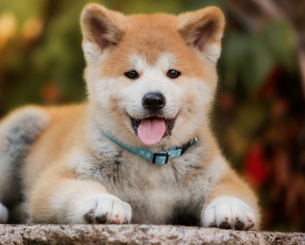 Akita puppy looks completely unprepared for just how cute he is