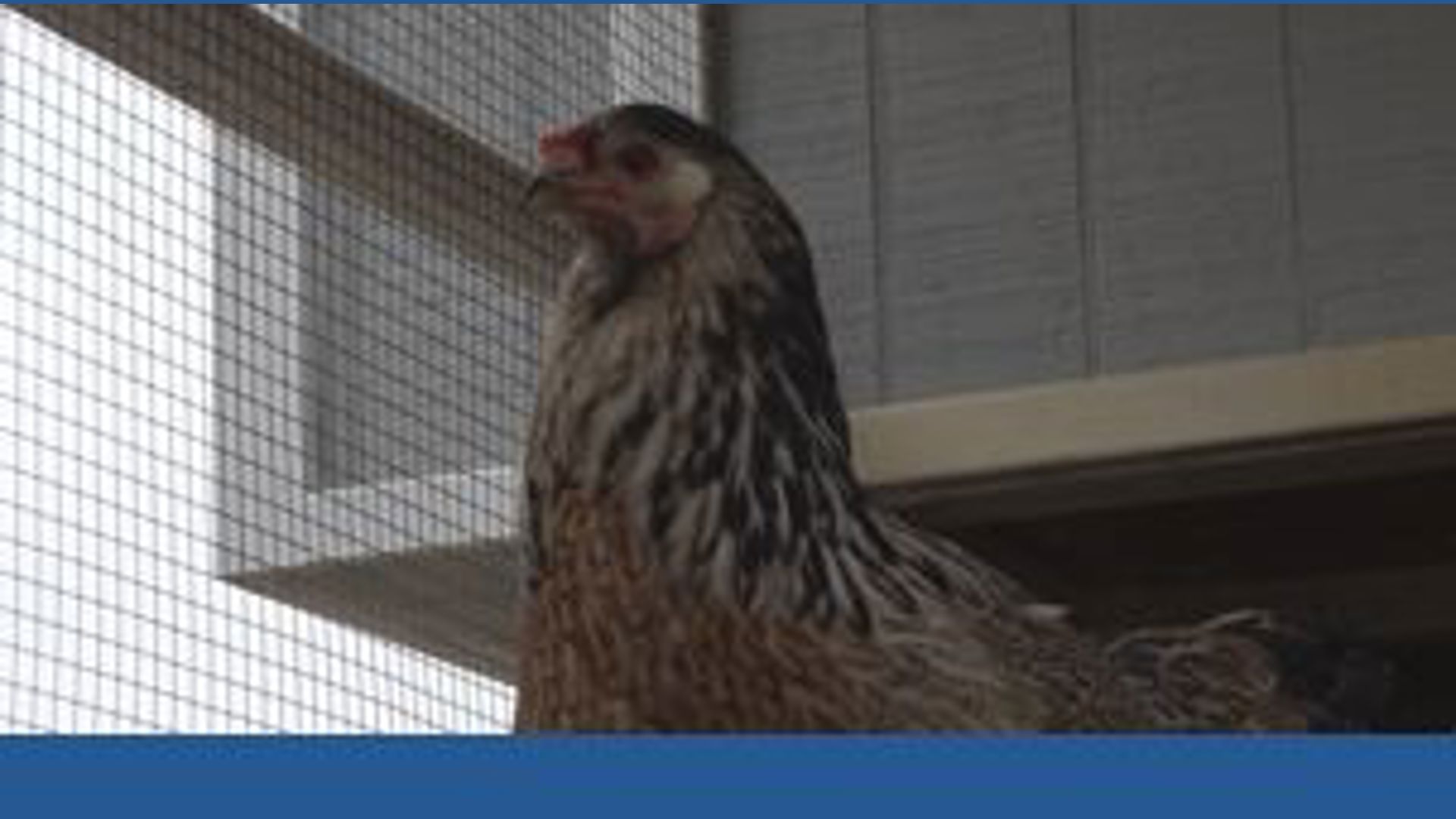 Norwood Elementary teaches STEM through chicken farming