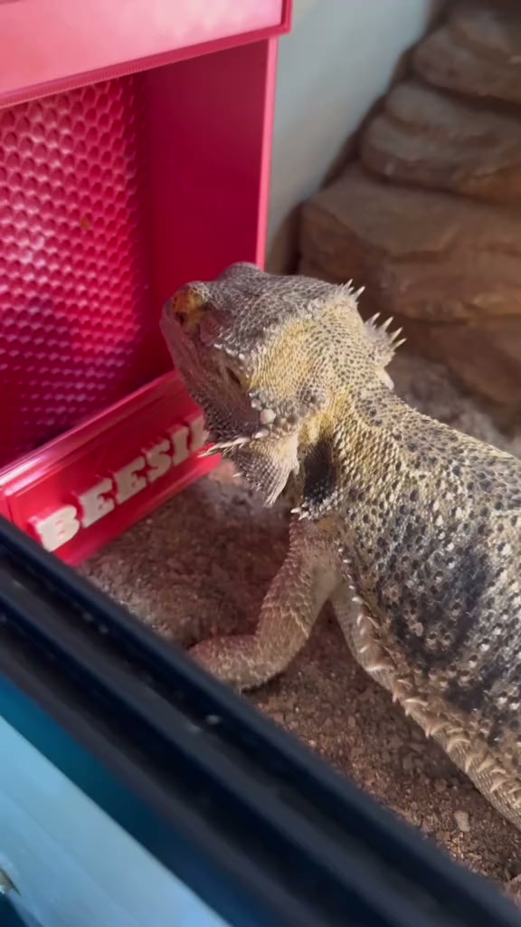 Bearded dragon sprints for first bugs after long nap