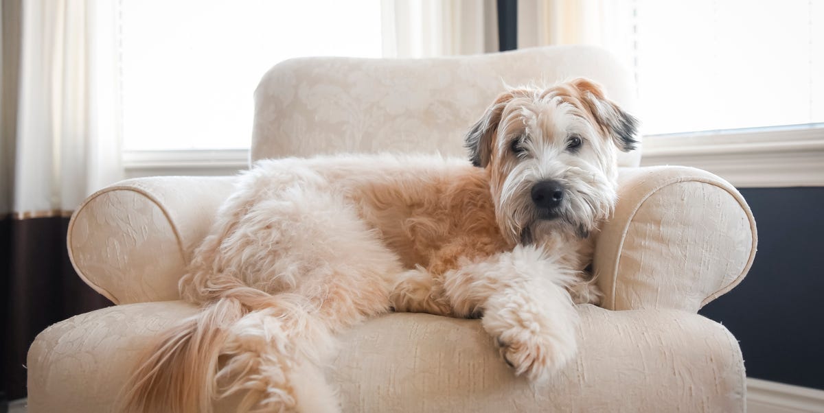 If you have allergies, these cute dog breeds are perfect for you