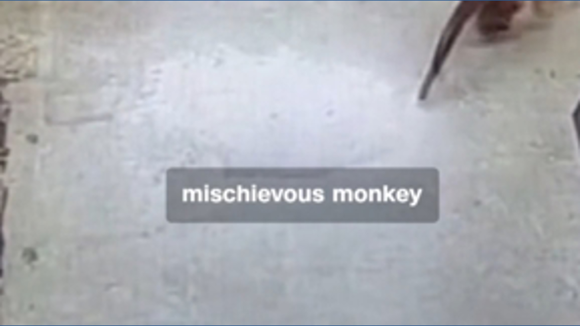 Monkey see, monkey smash at Tennessee pawn shop