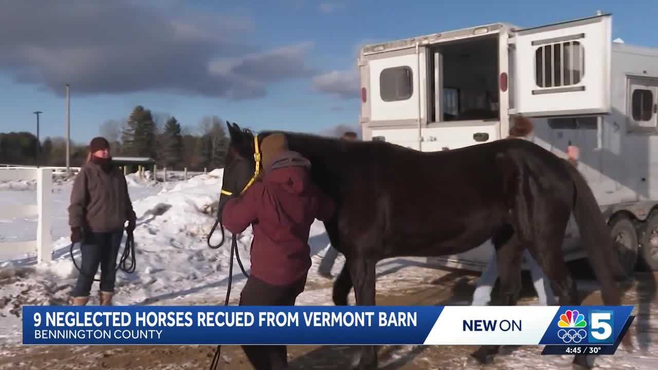 Horses rescued from poor conditions in Vermont barn