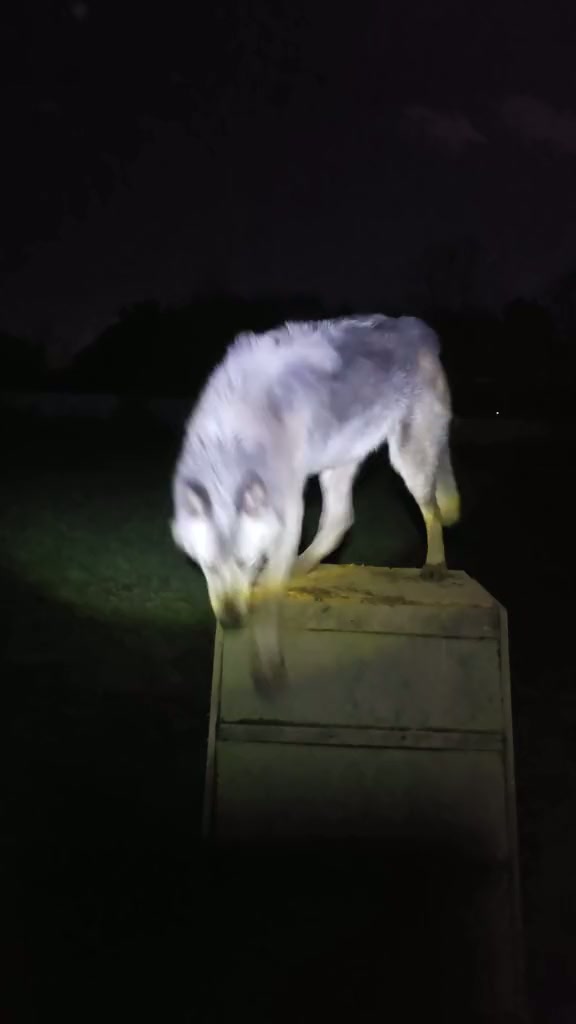 My night with howling wolves in the backyard
