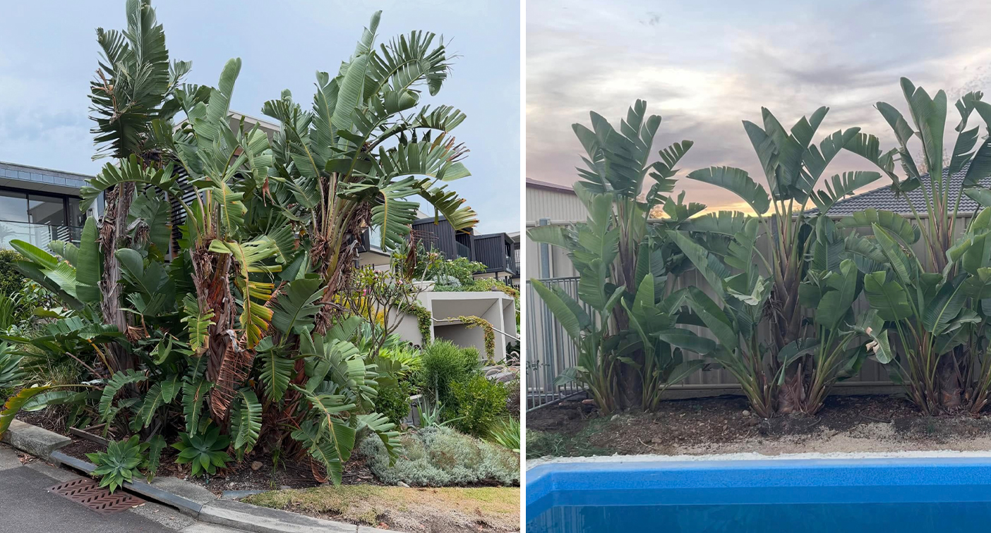 Warning over destructive backyard plant costing Aussie homeowners ...